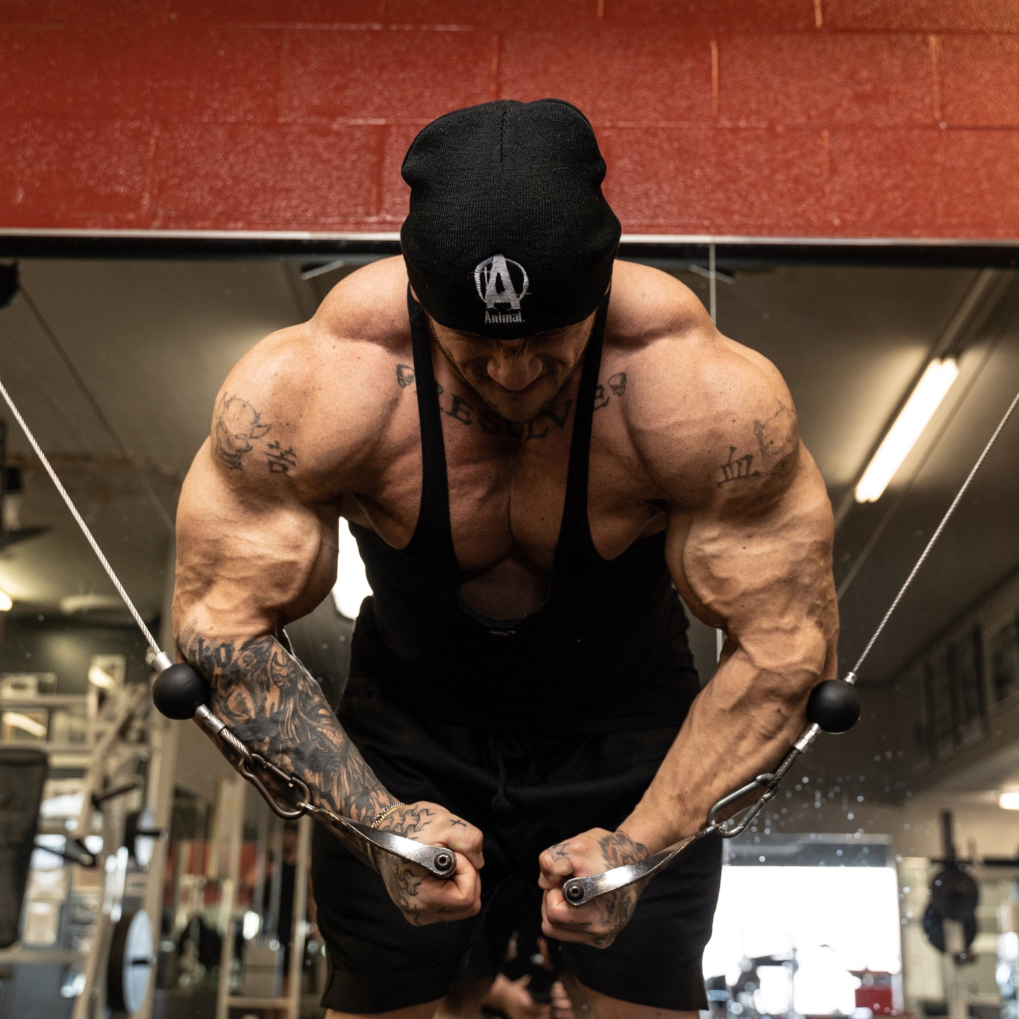 Animal – AnimalPak